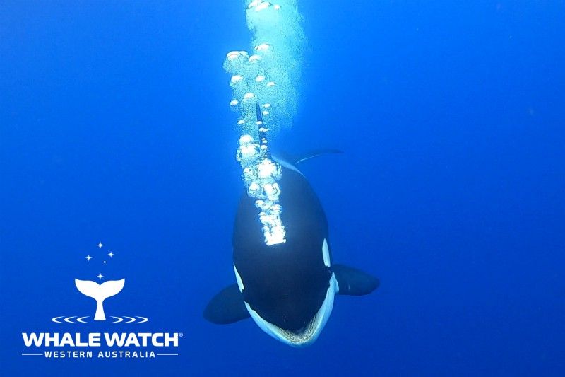 Orca Play with Sunfish | Whale Watch Western Australia