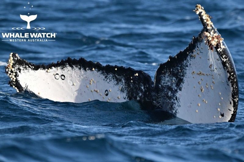 Tail Sailing Humpback | Whale Watch Western Australia