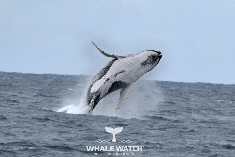 Whale Watch Eco Tours | Whale Watch Western Australia