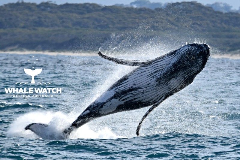 Whale Watch Steals The Show! | Whale Watch Western Australia
