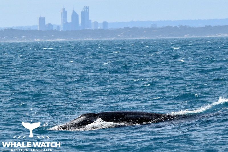 Humpback Whales off Perth | Whale Watch Western Australia