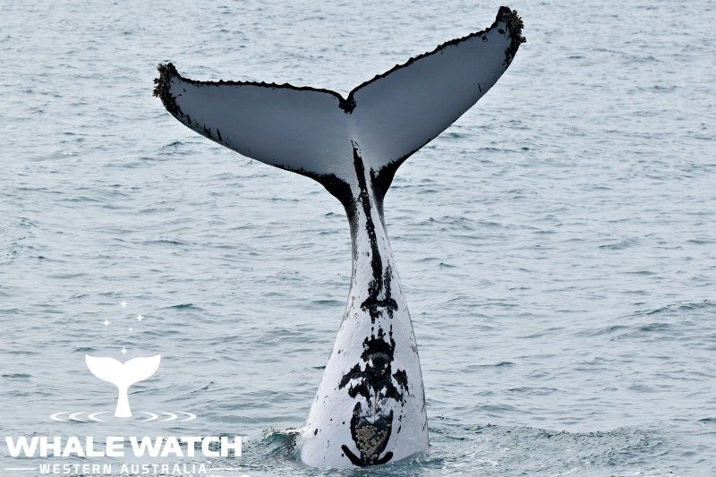 Whale of a Tail | Whale Watch Western Australia