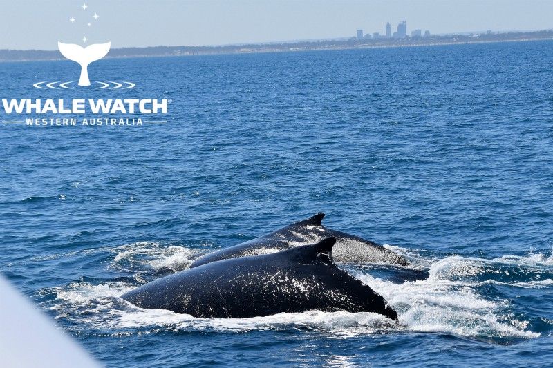 Whales Perth | Whale Watch Western Australia