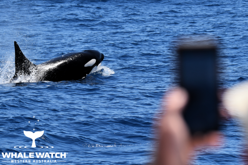 Orca Canyon Hunters | Whale Watch Western Australia