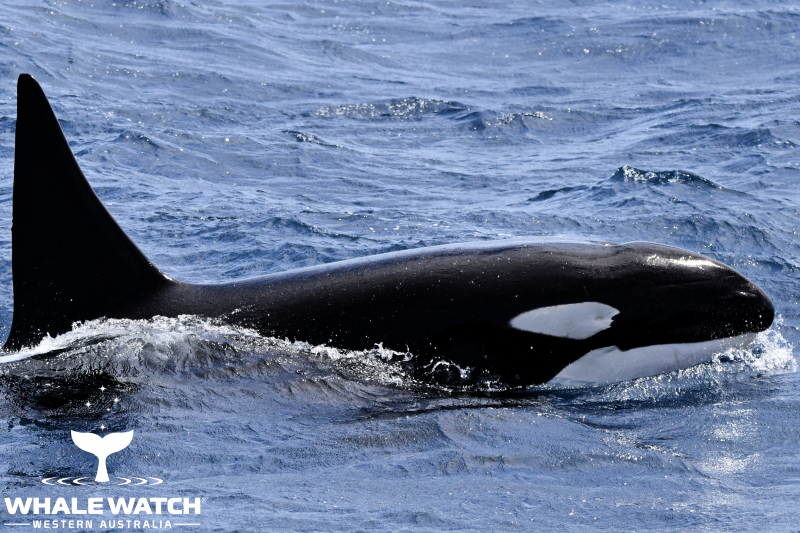 Orcinus Orca | Whale Watch Western Australia
