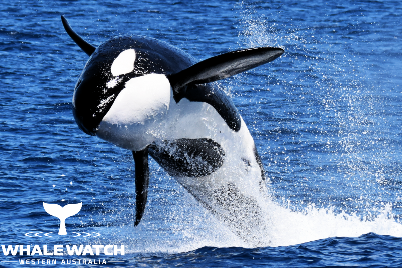 Awesome Orca | Whale Watch Western Australia