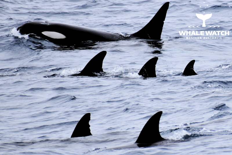 How Do Orca Dorsal Fins Grow? | Whale Watch Western Australia