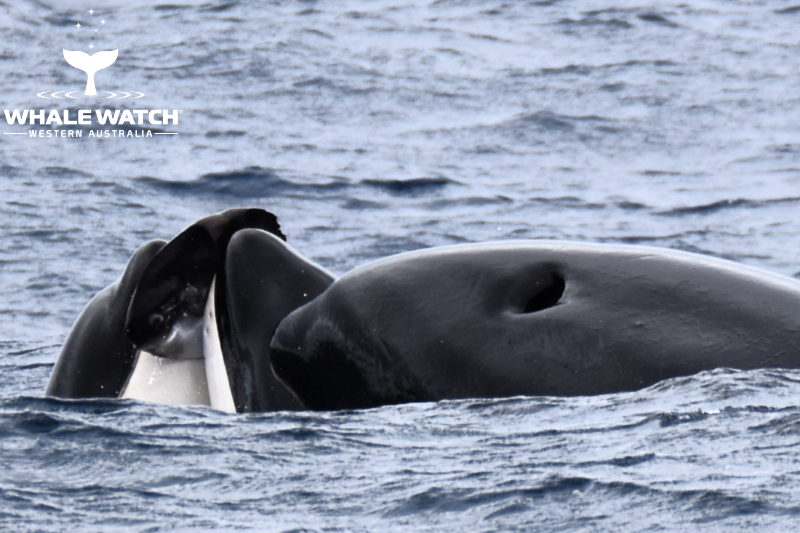 Orca Play with Sunfish | Whale Watch Western Australia