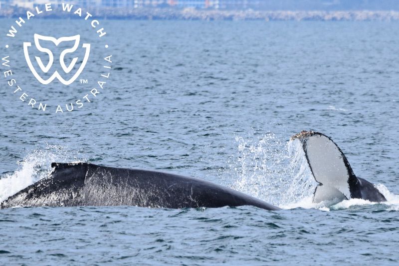 Are Humpback Whales Social? | Whale Watch Western Australia