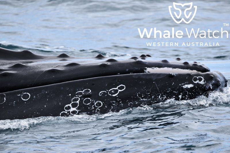 What is a Whale Tubercle? | Whale Watch Western Australia