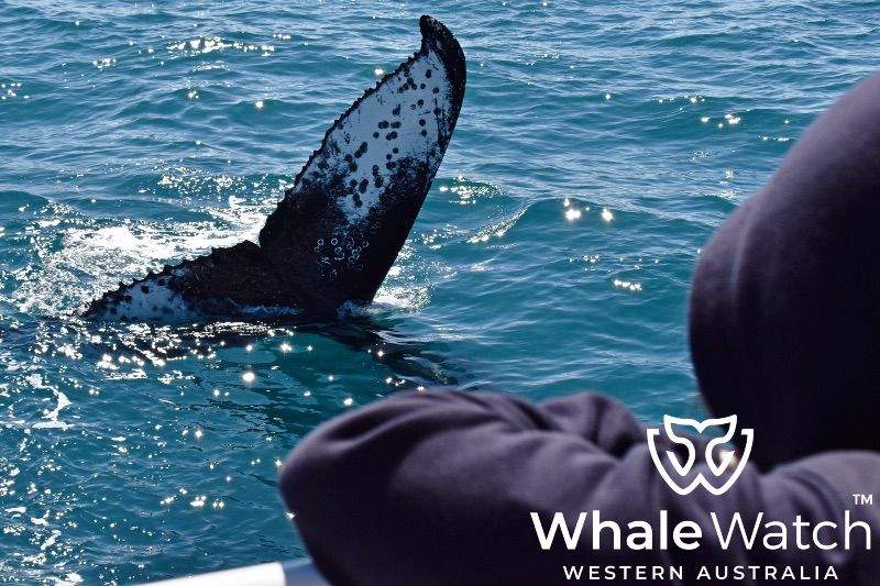 Where to See Whales in Perth | Whale Watch Western Australia