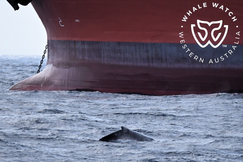 Why Do Whales Seek Sound Footprint? | Whale Watch Western Australia