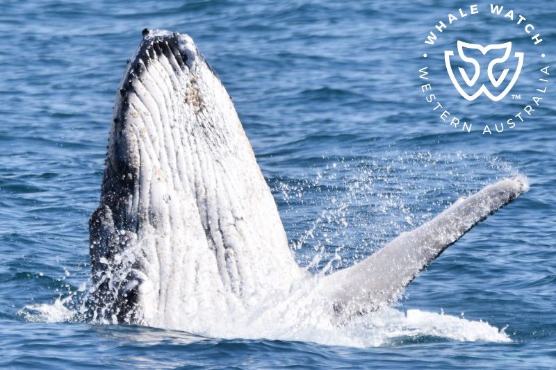 Perth Humpback Whale Resting Grounds | Whale Watch Western Australia
