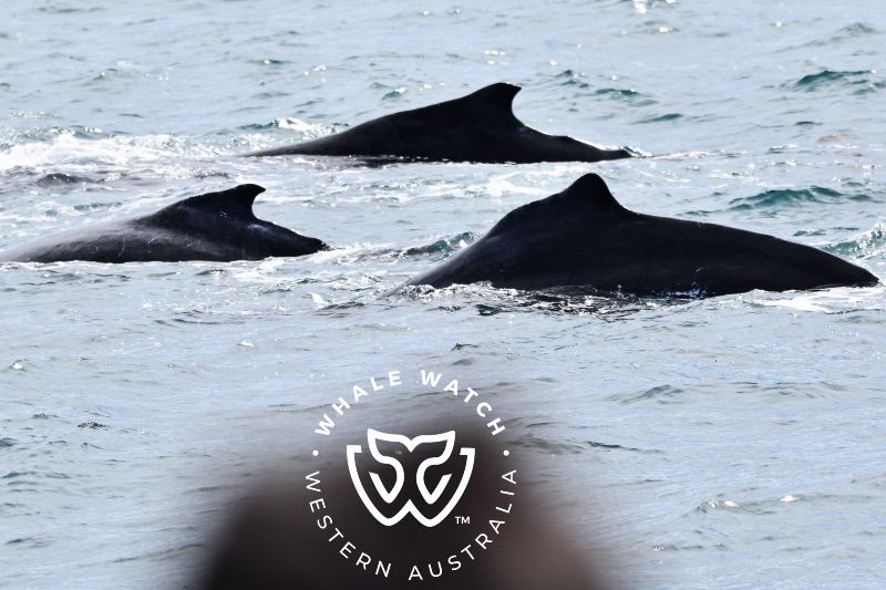 Whales off Perth Coast | Whale Watch Western Australia