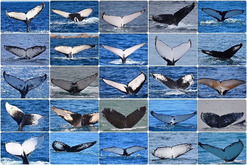 How To Identify Humpback Whales | Whale Watch Western Australia