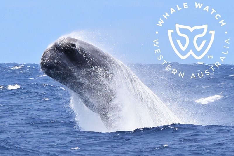 Battle of the Apex Predators | Whale Watch Western Australia