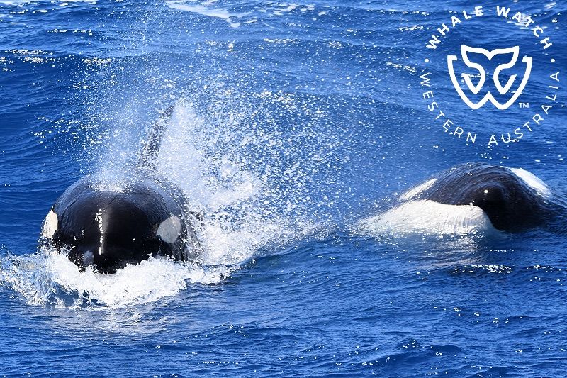 Bremer Bay Orca Families | Whale Watch Western Australia