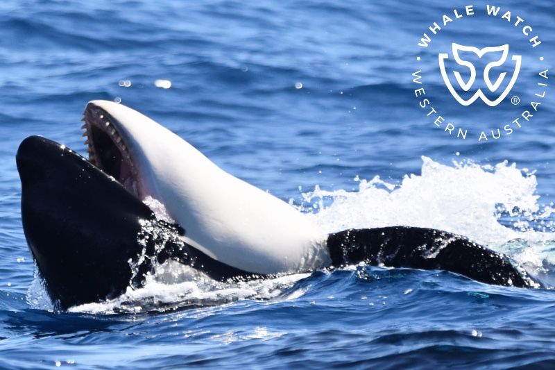 Bremer Bay Orca Calves Play | Whale Watch Western Australia