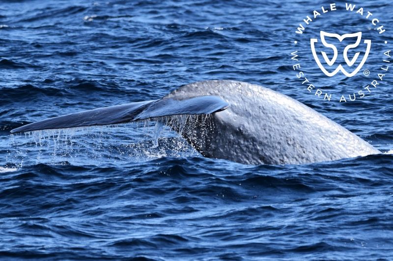 Perth Blue Whales | Whale Watch Western Australia