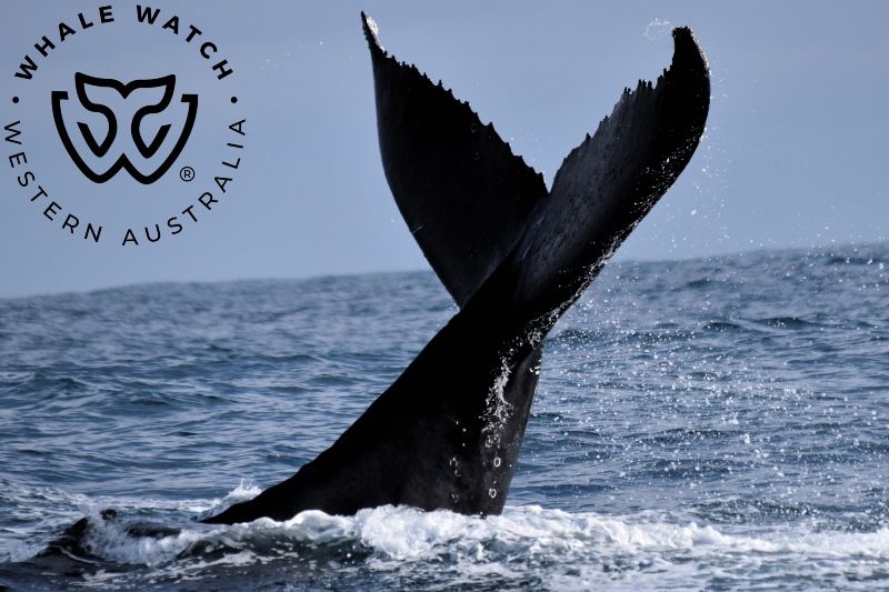 Humpback Whale Research | Whale Watch Western Australia