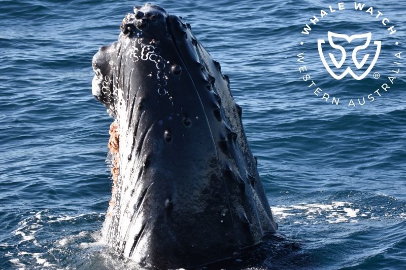 What is a Spy Hop? | Whale Watch Western Australia
