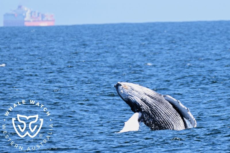 School Holiday Whale Watching | Whale Watch Western Australia