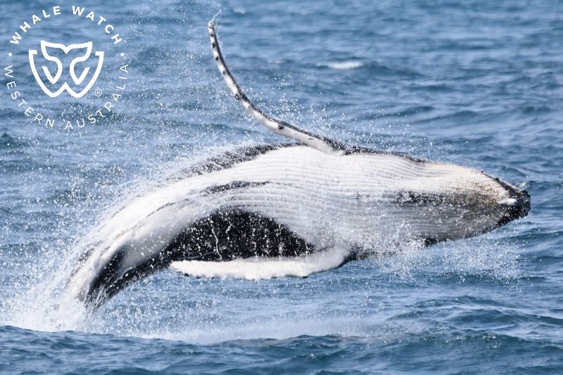 Teaching The Language of the Whales | Whale Watch Western Australia