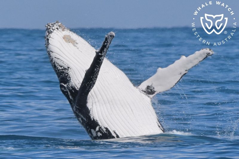Thank you Queen Elizabeth II | Whale Watch Western Australia