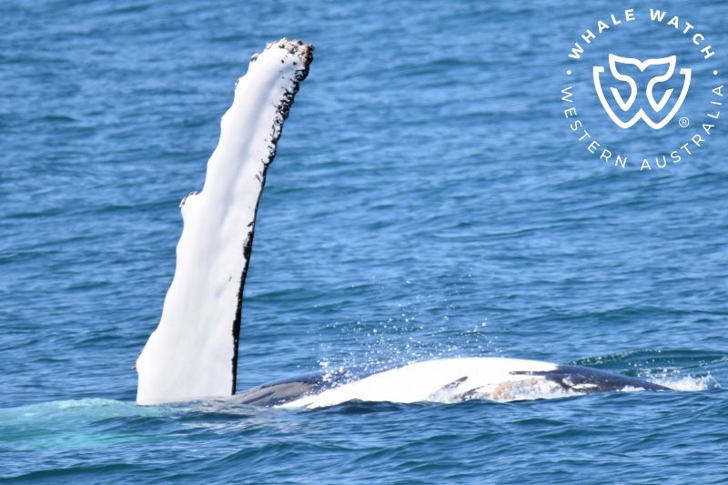 A Whale Waved at Me Today | Whale Watch Western Australia