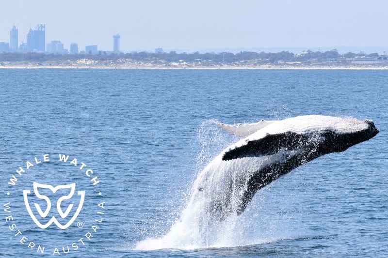 Hello from The Humpback Highway | Whale Watch Western Australia