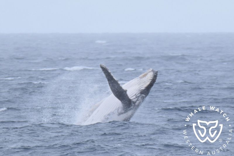 Humpbacks Dancing in the Rain | Whale Watch Western Australia