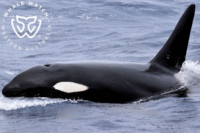 Killer Whale Dorsal Fin | Whale Watch Western Australia