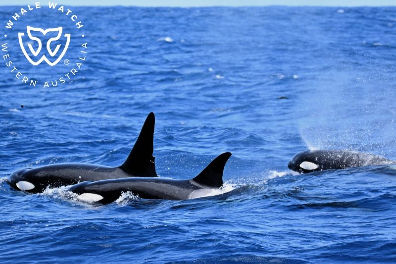 Orca Matriarch Leads The Way | Whale Watch Western Australia