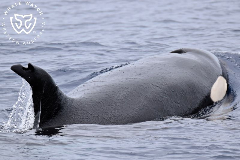 Queen of the Bremer Canyon | Whale Watch Western Australia