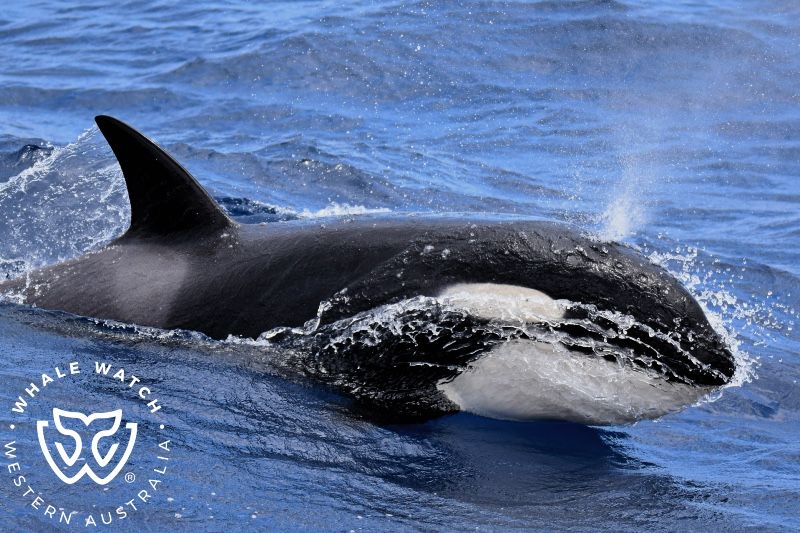 Orca Calf Cubs | Whale Watch Western Australia