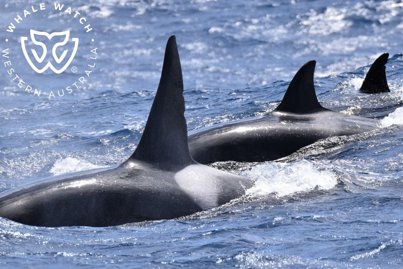 A Bigg Killer Whale | Whale Watch Western Australia