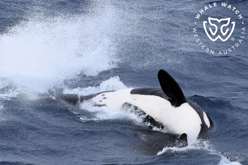 Bremer Canyon Orca Experience | Whale Watch Western Australia
