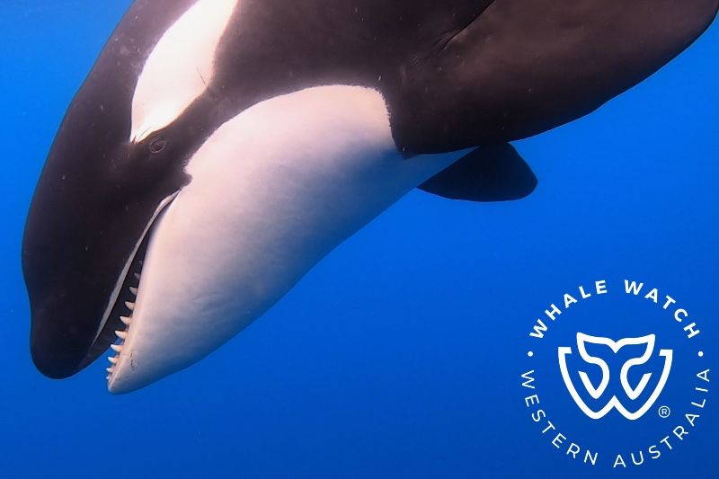World of the Orca | Whale Watch Western Australia