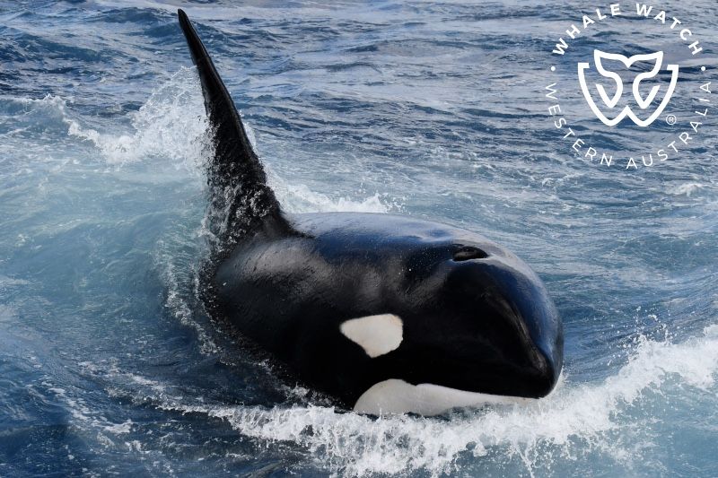 Swimming with The Sea Wolves | Whale Watch Western Australia