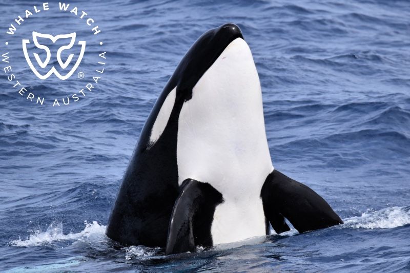 Sitting at the Orca Dinner Table | Whale Watch Western Australia