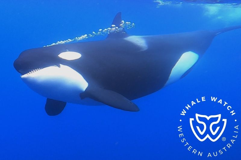 Orca Hunting Training Camp | Whale Watch Western Australia