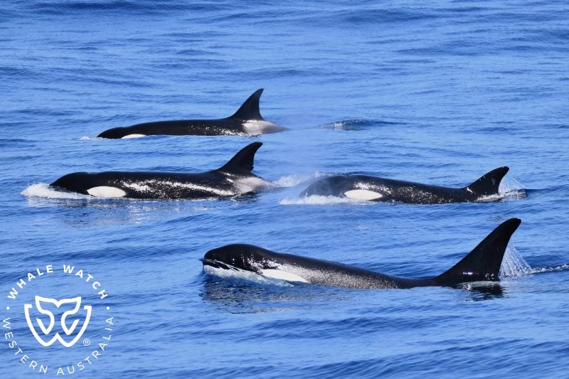 Orca Journeys with Whale Watch | Whale Watch Western Australia