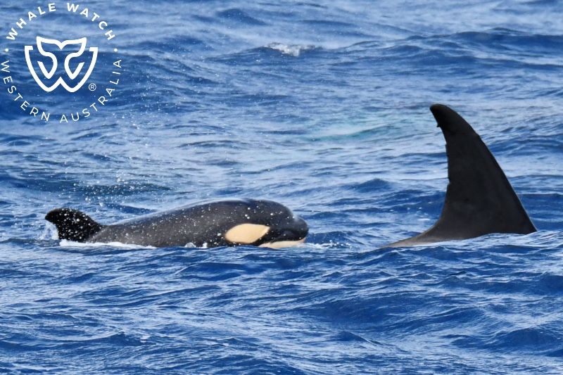 New Bremer Bay Orca Calf | Whale Watch Western Australia