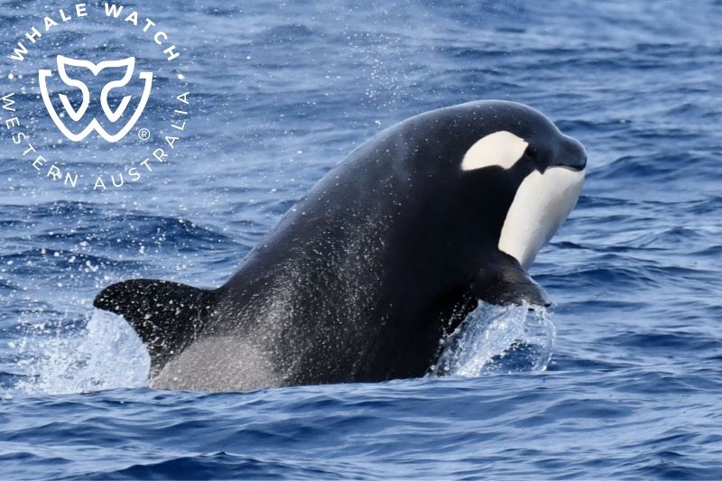 Australian Orca Experience | Whale Watch Western Australia