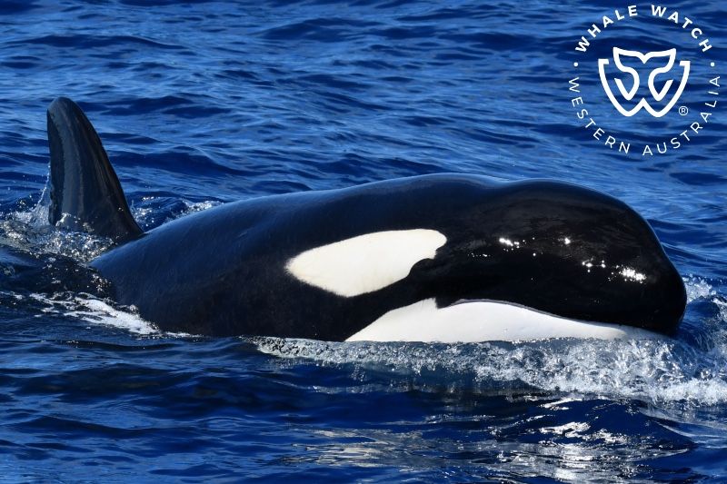 Swimming with the Bremer Bay Orca | Whale Watch Western Australia