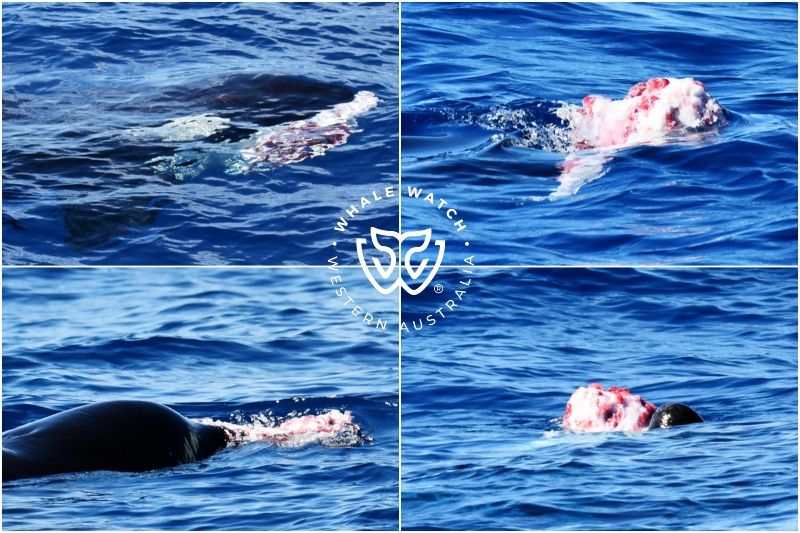 Trophy of an Orca Hunt | Whale Watch Western Australia