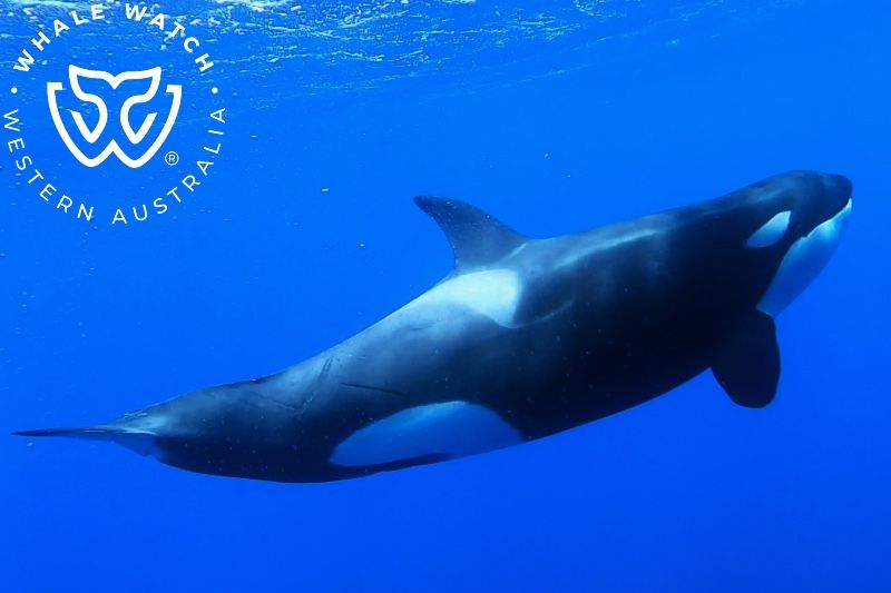 Australian Orca Populations | Whale Watch Western Australia