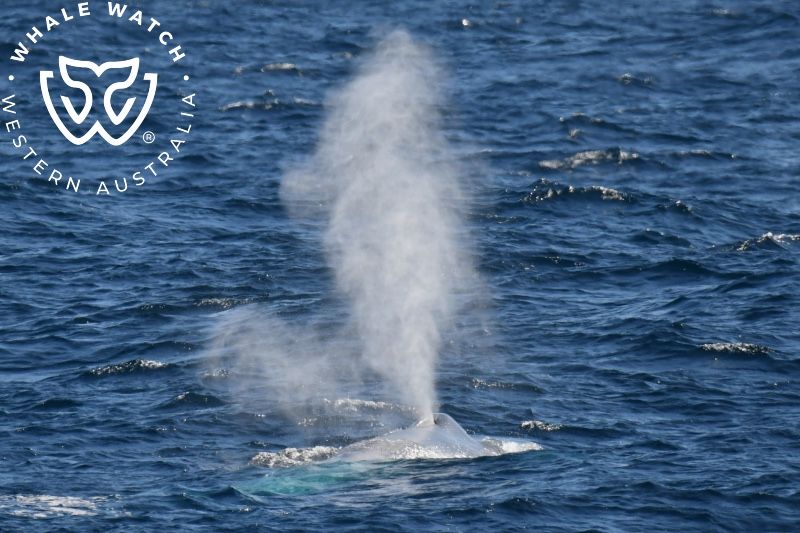 Perth Canyon Blue Whale Research Safari | Whale Watch Western Australia