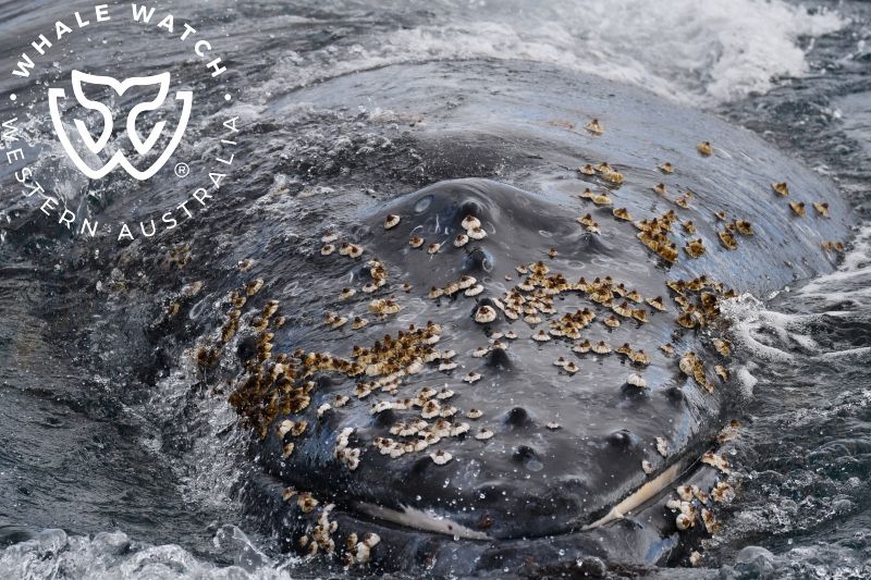 Humpback Whale Barnacles | Whale Watch Western Australia