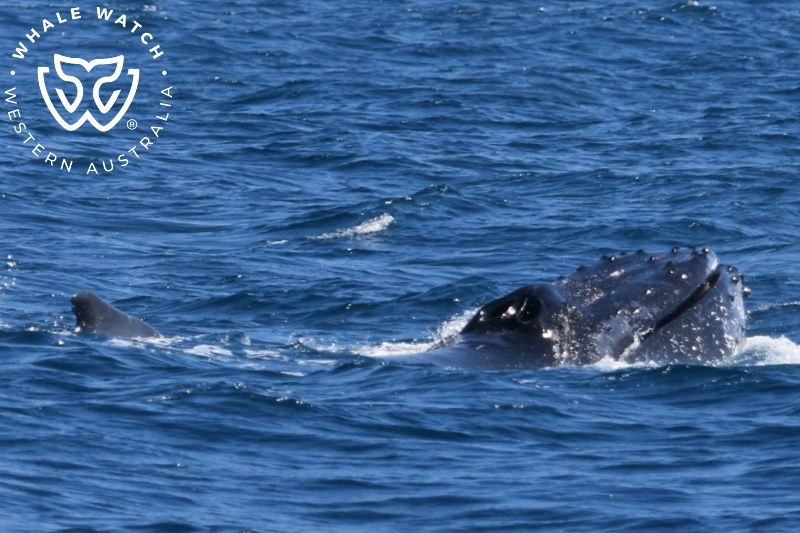 How Humpback Whales Compete | Whale Watch Western Australia